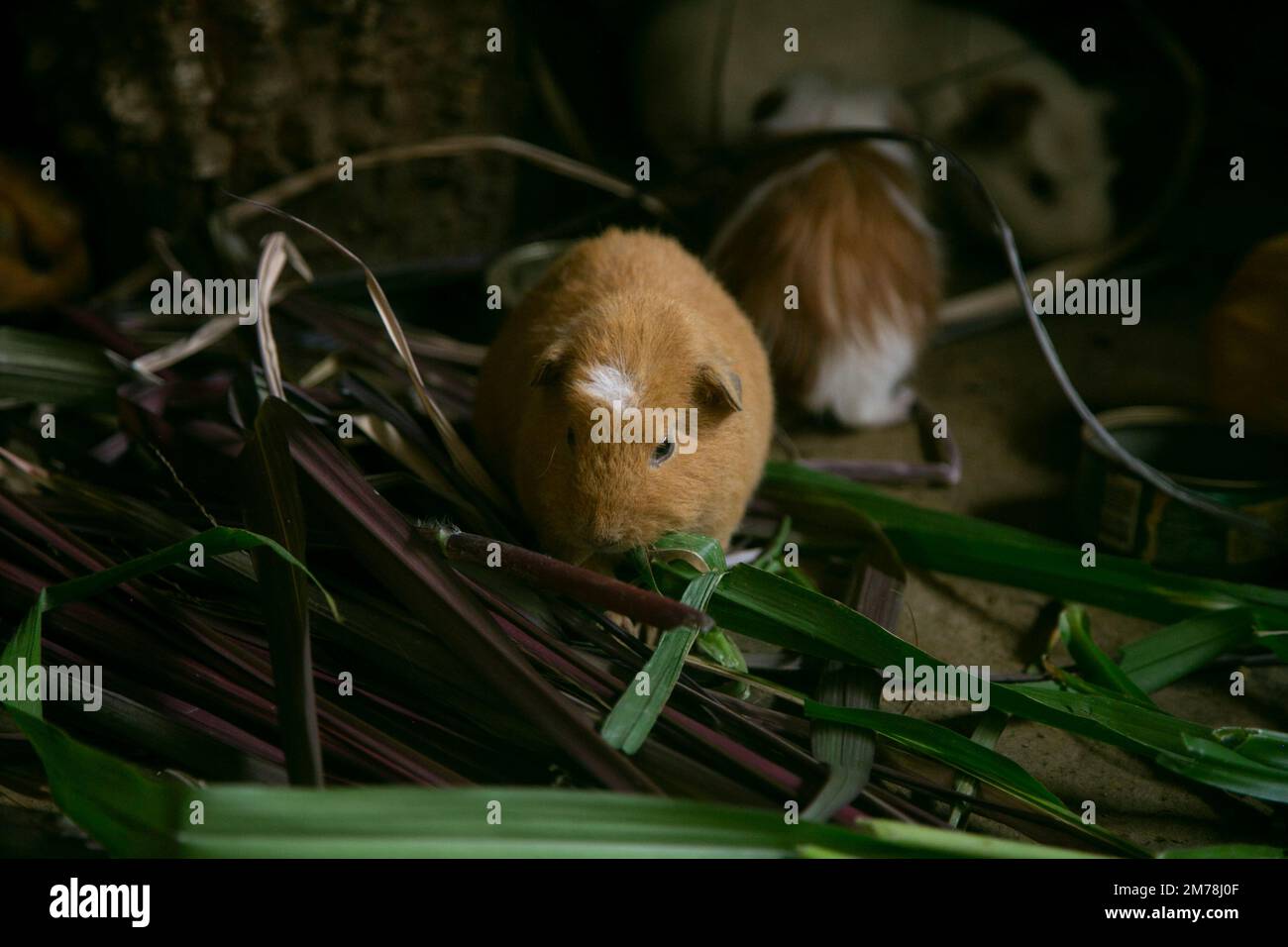 Cui is the name of the Guinean Pigs in Perú. People in this area eat ...