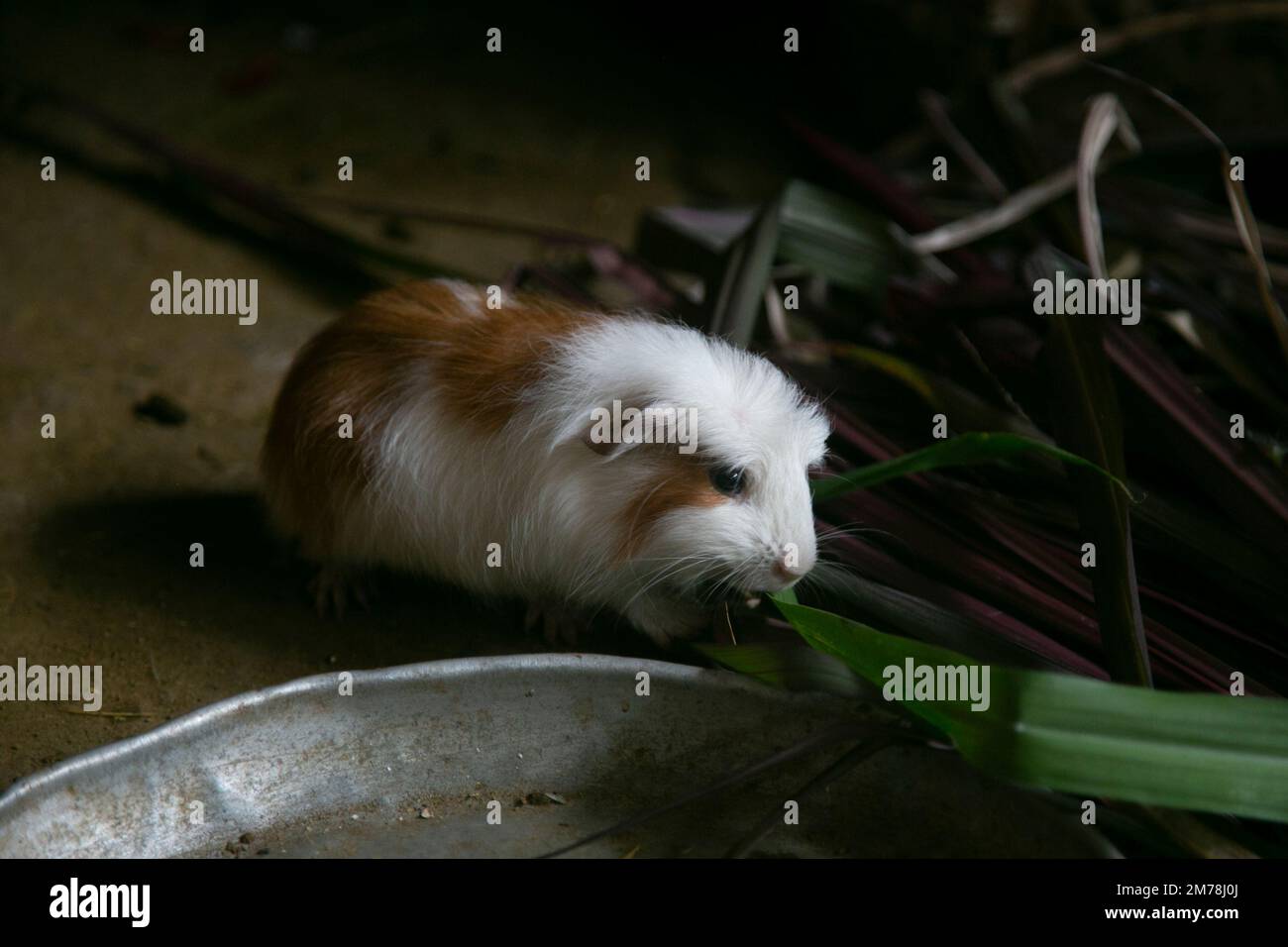 Cui is the name of the Guinean Pigs in Perú. People in this area eat ...