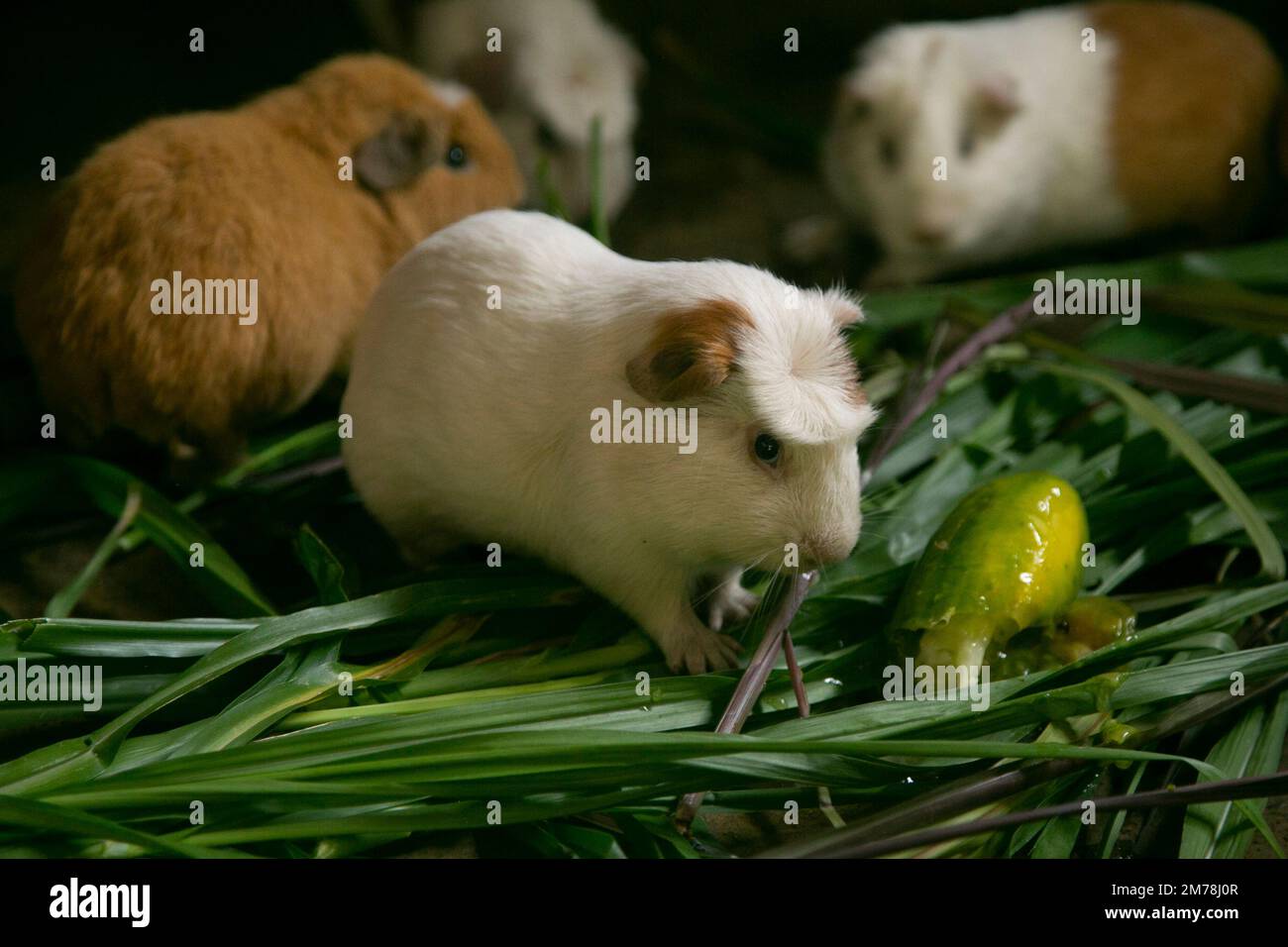 Guinea pig peru hi-res stock photography and images - Alamy