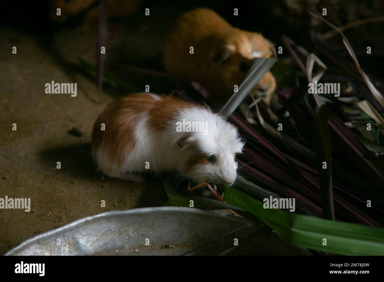 Cui is the name of the Guinean Pigs in Perú. People in this area eat ...