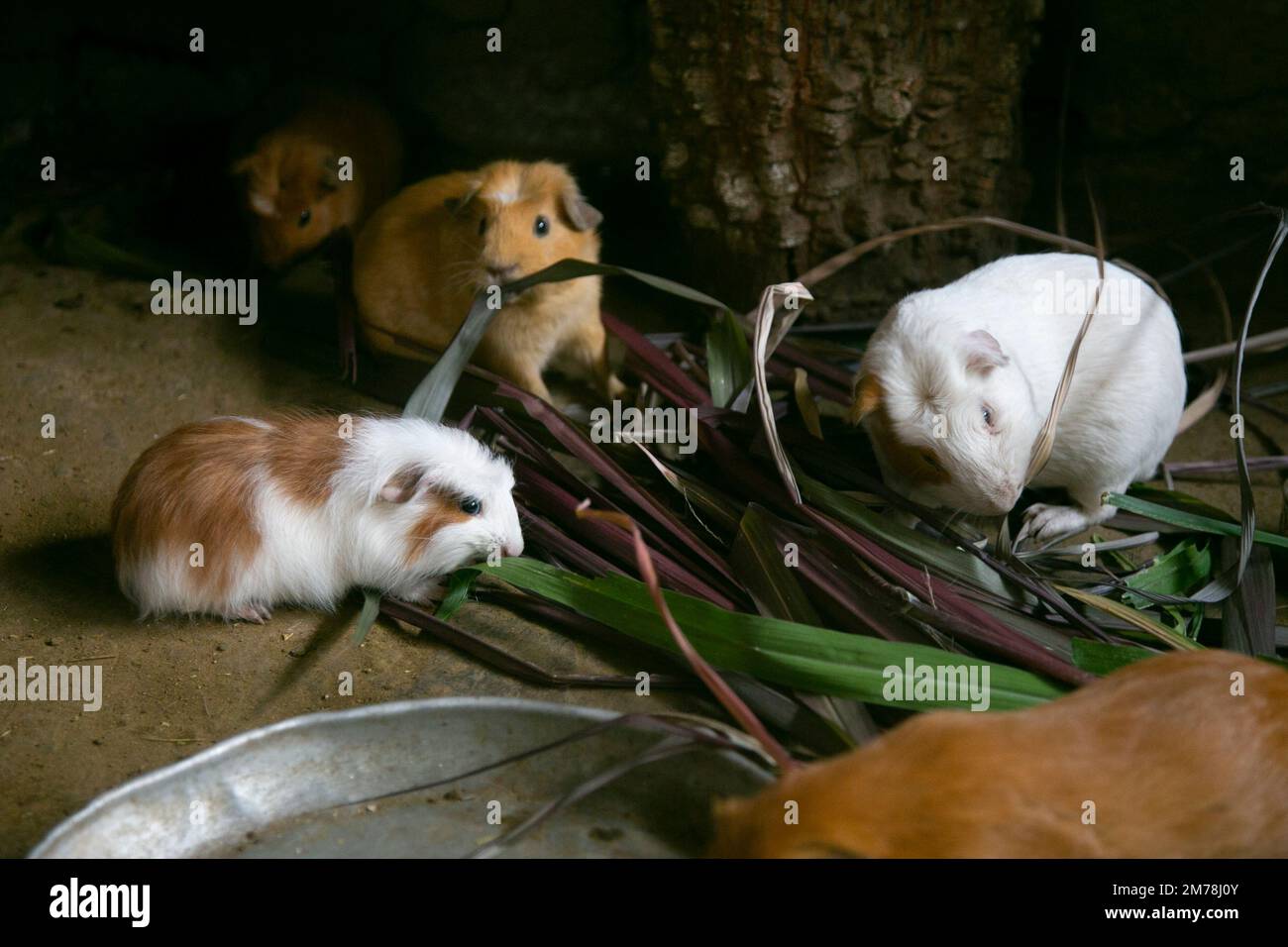 Cui is the name of the Guinean Pigs in Perú. People in this area eat ...