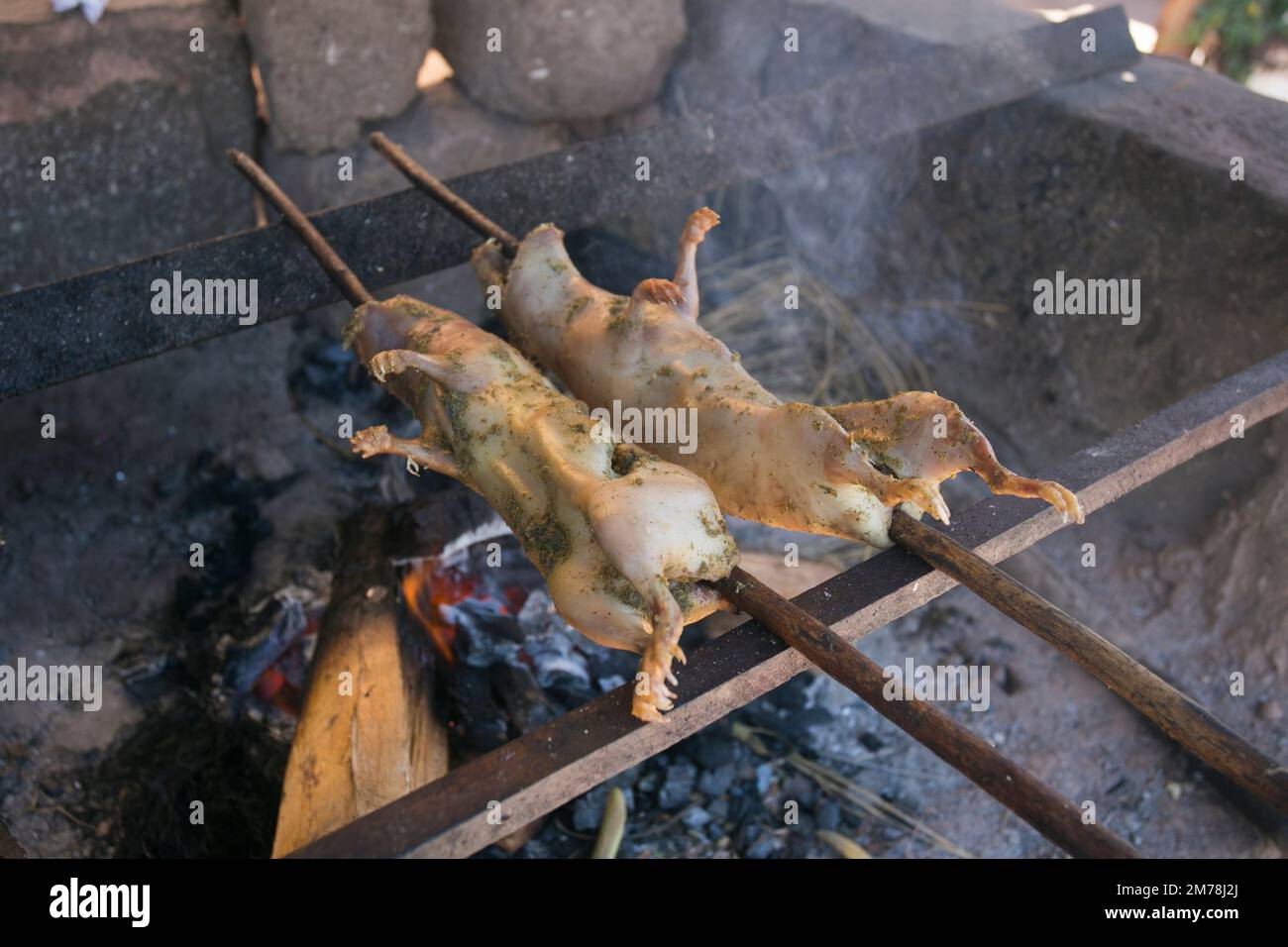 Cui al palo. Cui is the name of the Guinean Pigs in Perú. People in ...