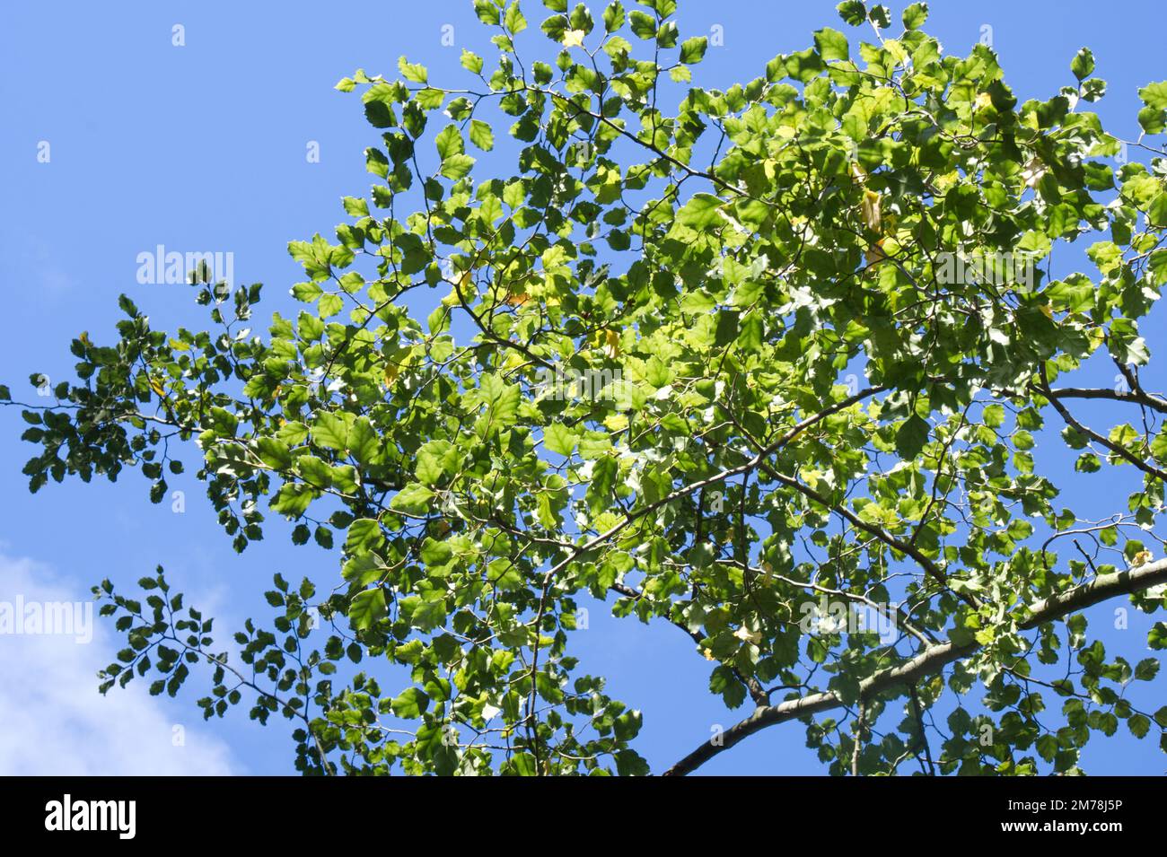 Nothofagus fusca / red beech / New Zealand beech in UK garden October ...