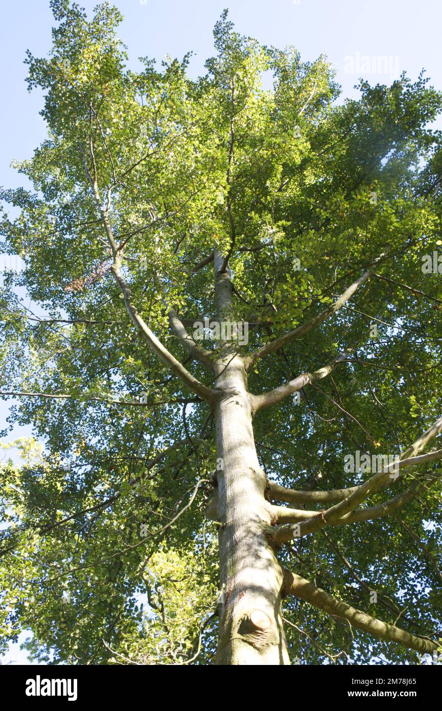 Nothofagus fusca / red beech / New Zealand beech in UK garden October ...