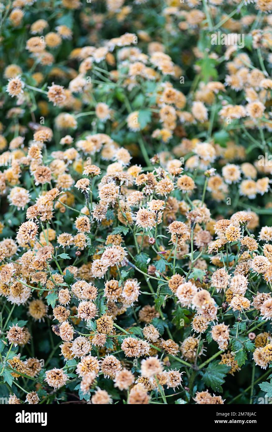 Small neutral flowers background Stock Photo - Alamy