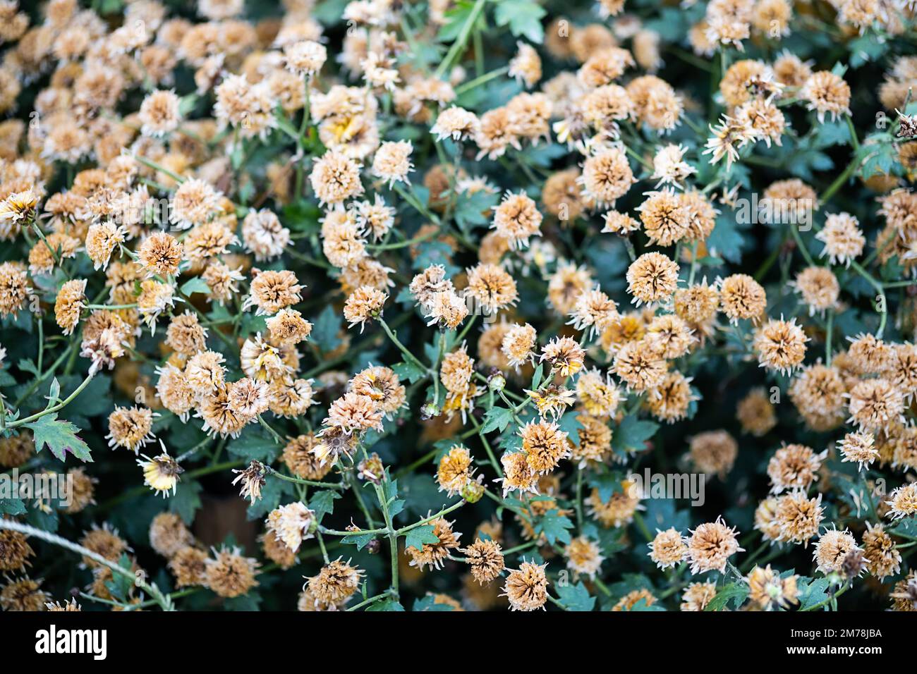 Small neutral flowers background Stock Photo - Alamy