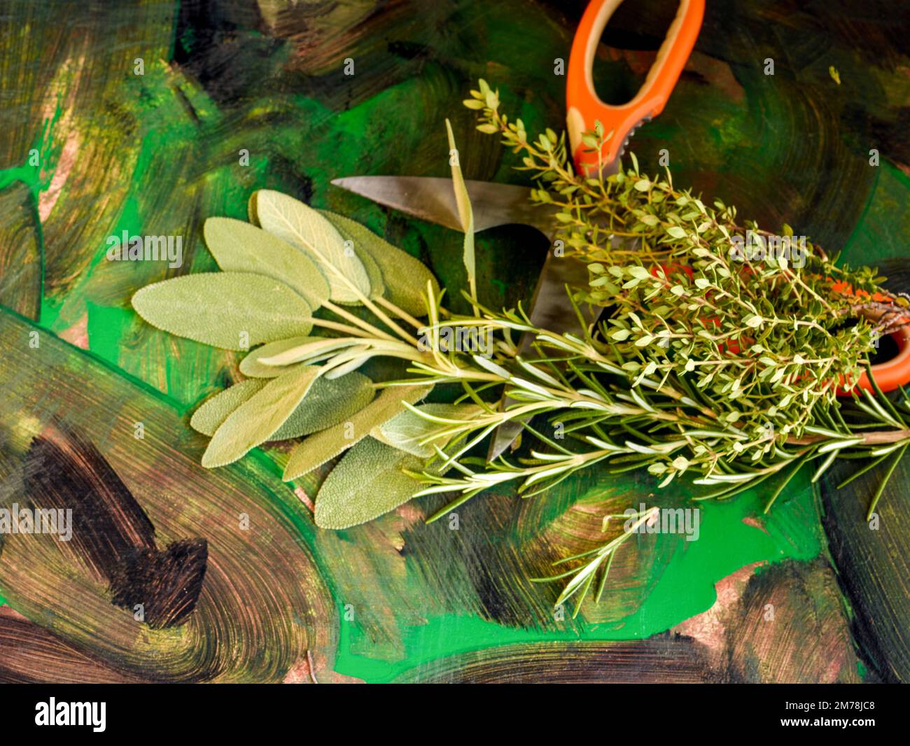 Garden Sage (Salvia officinalis), Rosemary (Rosmarinus officinalis) and ...