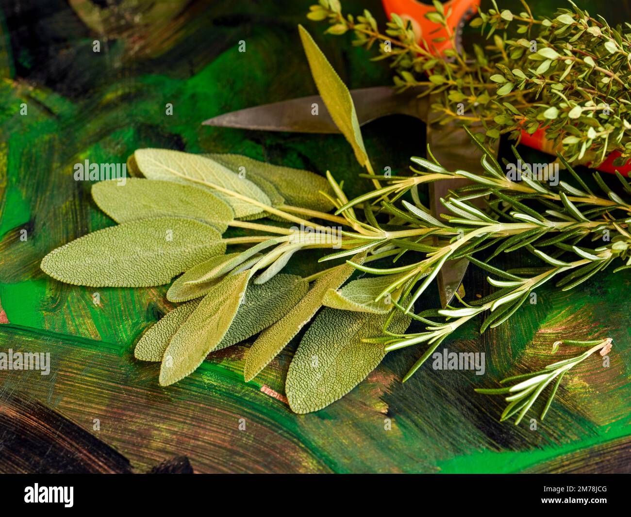 Garden Sage (Salvia officinalis), Rosemary (Rosmarinus officinalis) and ...