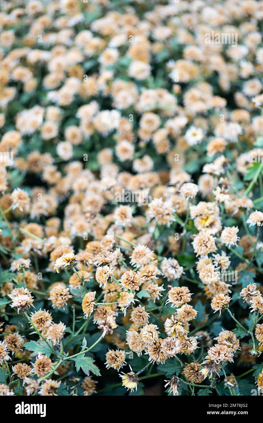 Small neutral flowers background Stock Photo - Alamy