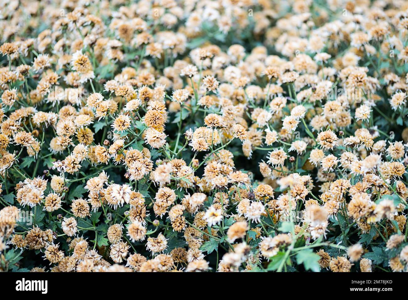 Small neutral flowers background Stock Photo - Alamy
