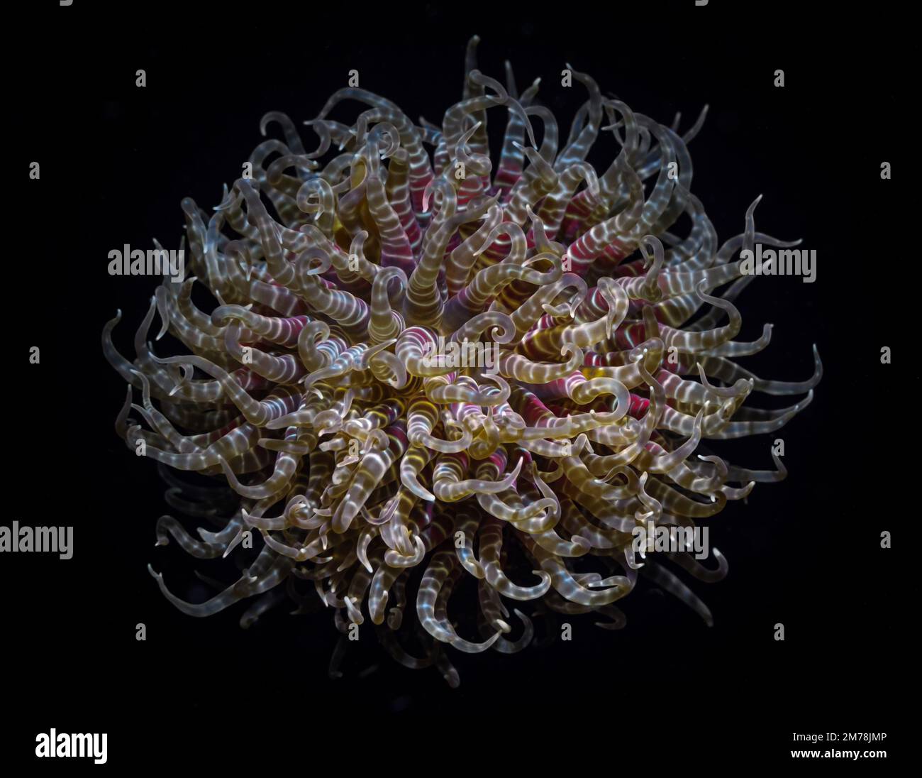 macro shot of coral details. Close-up night photography of the ...