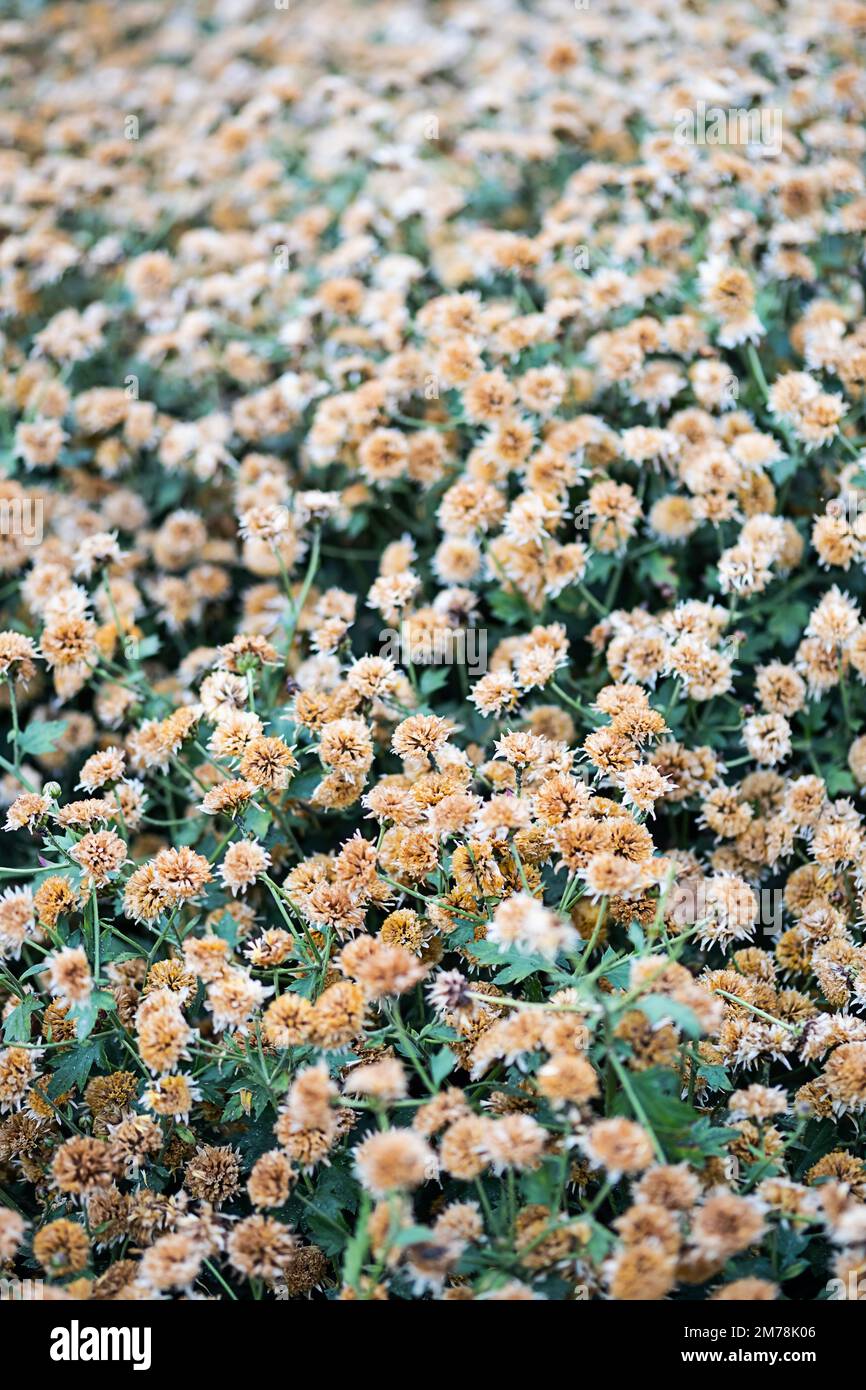 Small neutral flowers background Stock Photo - Alamy