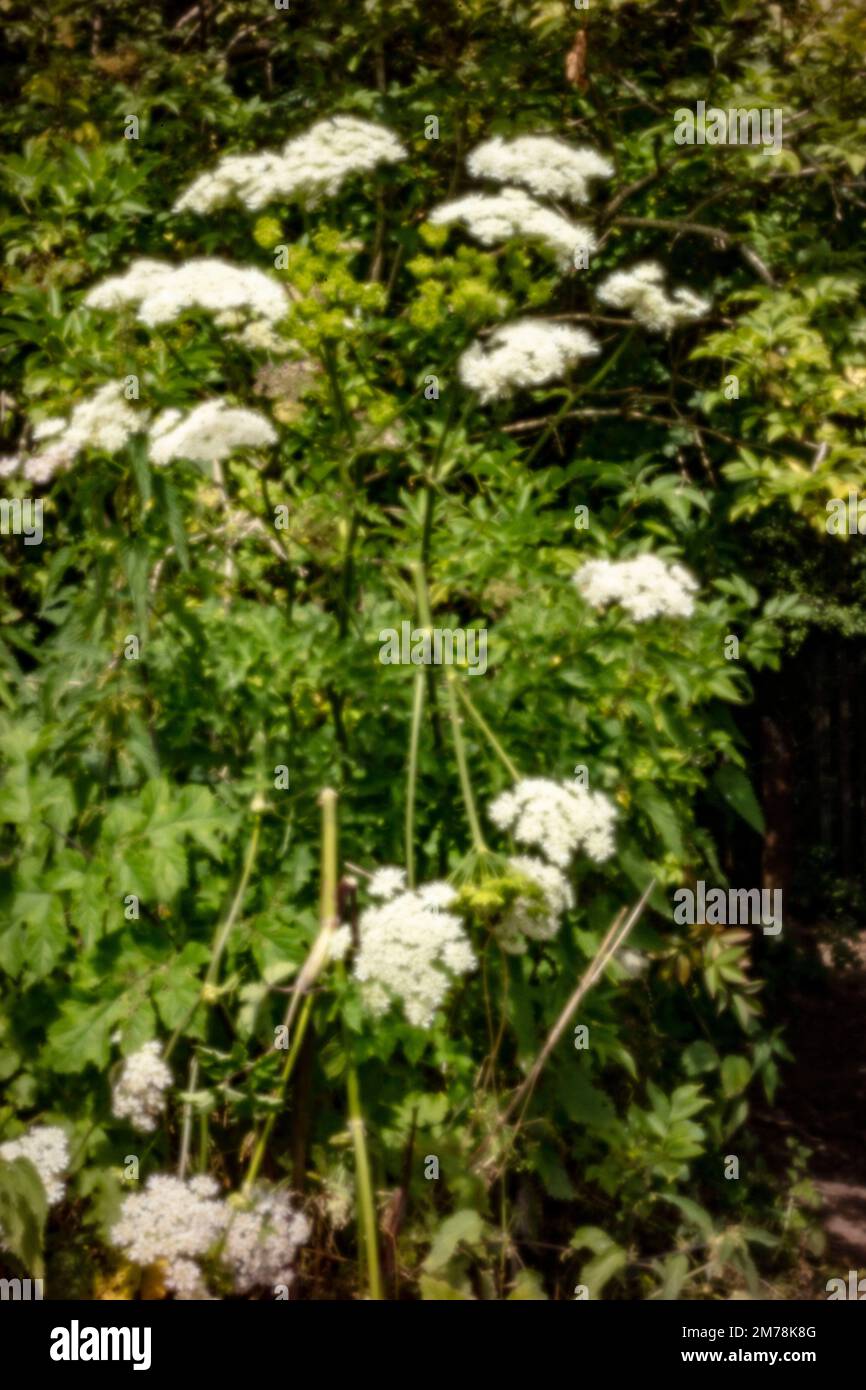 New, Age-defying, digital age, lensless, stand-out, high resolution ...