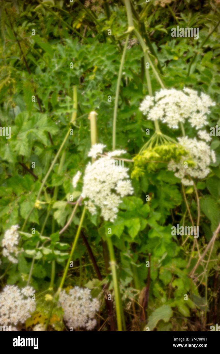 New, Age-defying, digital age, lensless, stand-out, high resolution ...