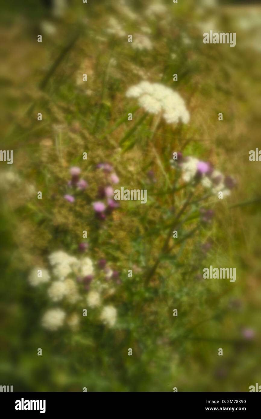 New, Age-defying, digital age, lensless, stand-out, high resolution ...