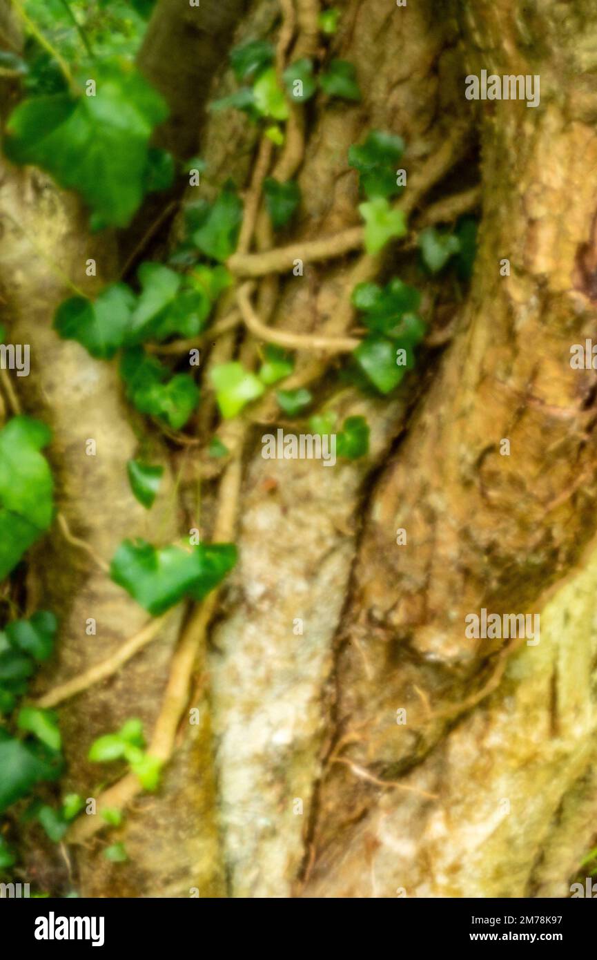 Natural patterns and textures in nature epitomised by tangled tree ...