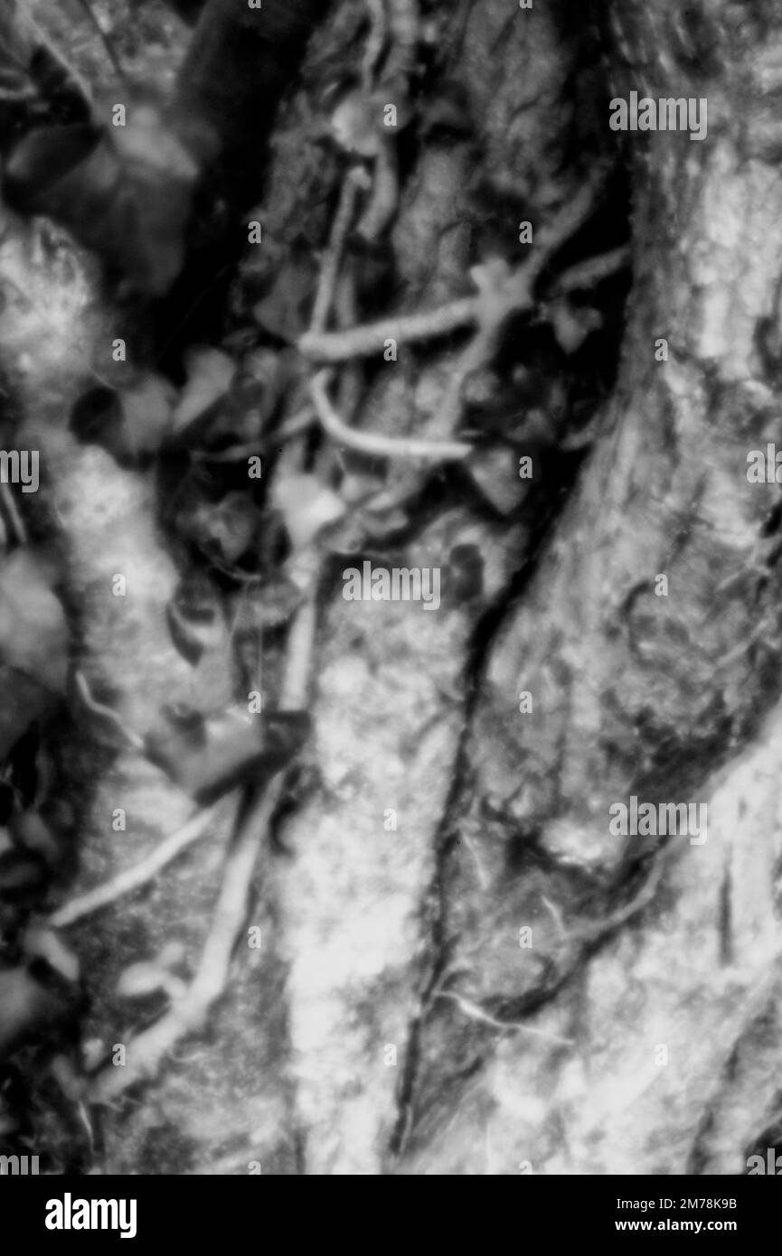 Natural patterns and textures in nature epitomised by tangled tree ...