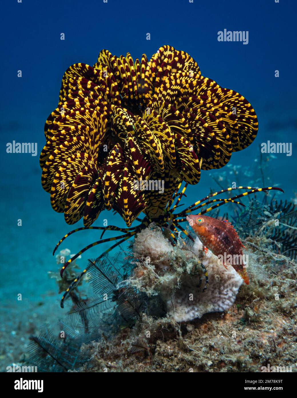 Colorful underwater coral reef landscape Stock Photo - Alamy
