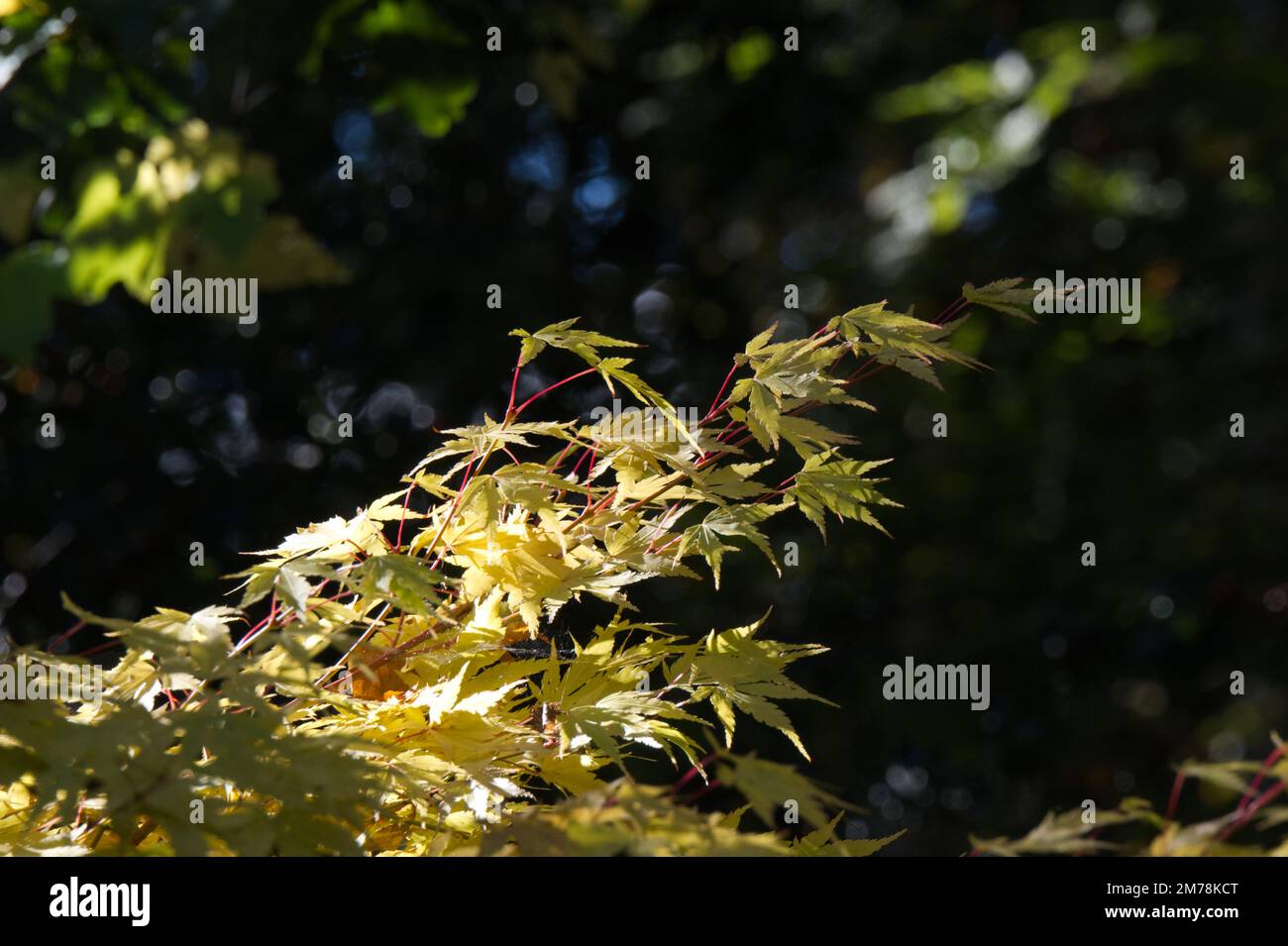 Red maple stems hi-res stock photography and images - Alamy
