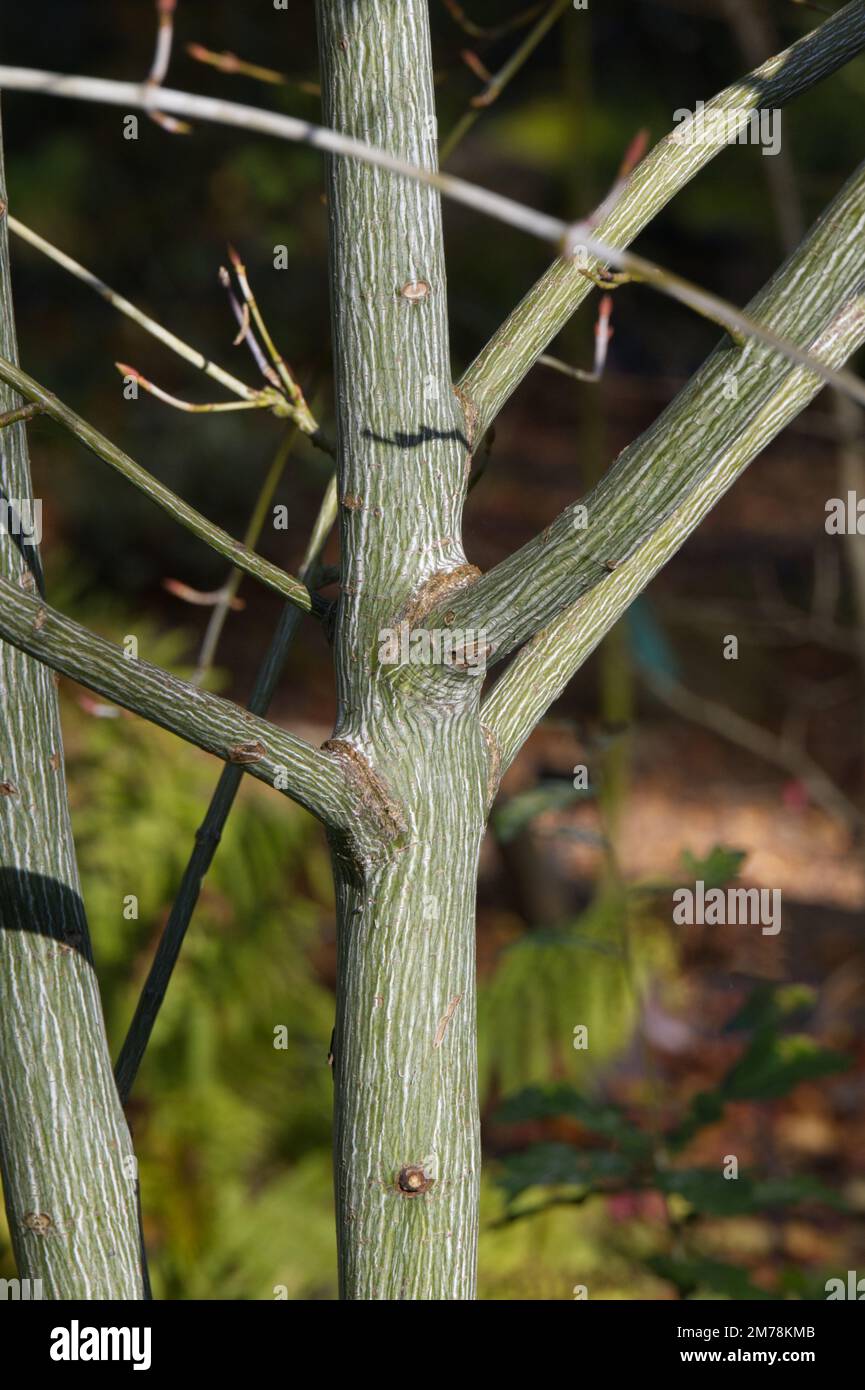 Striped bark of ornamental maple Acer White Tigress tree in autumn ...