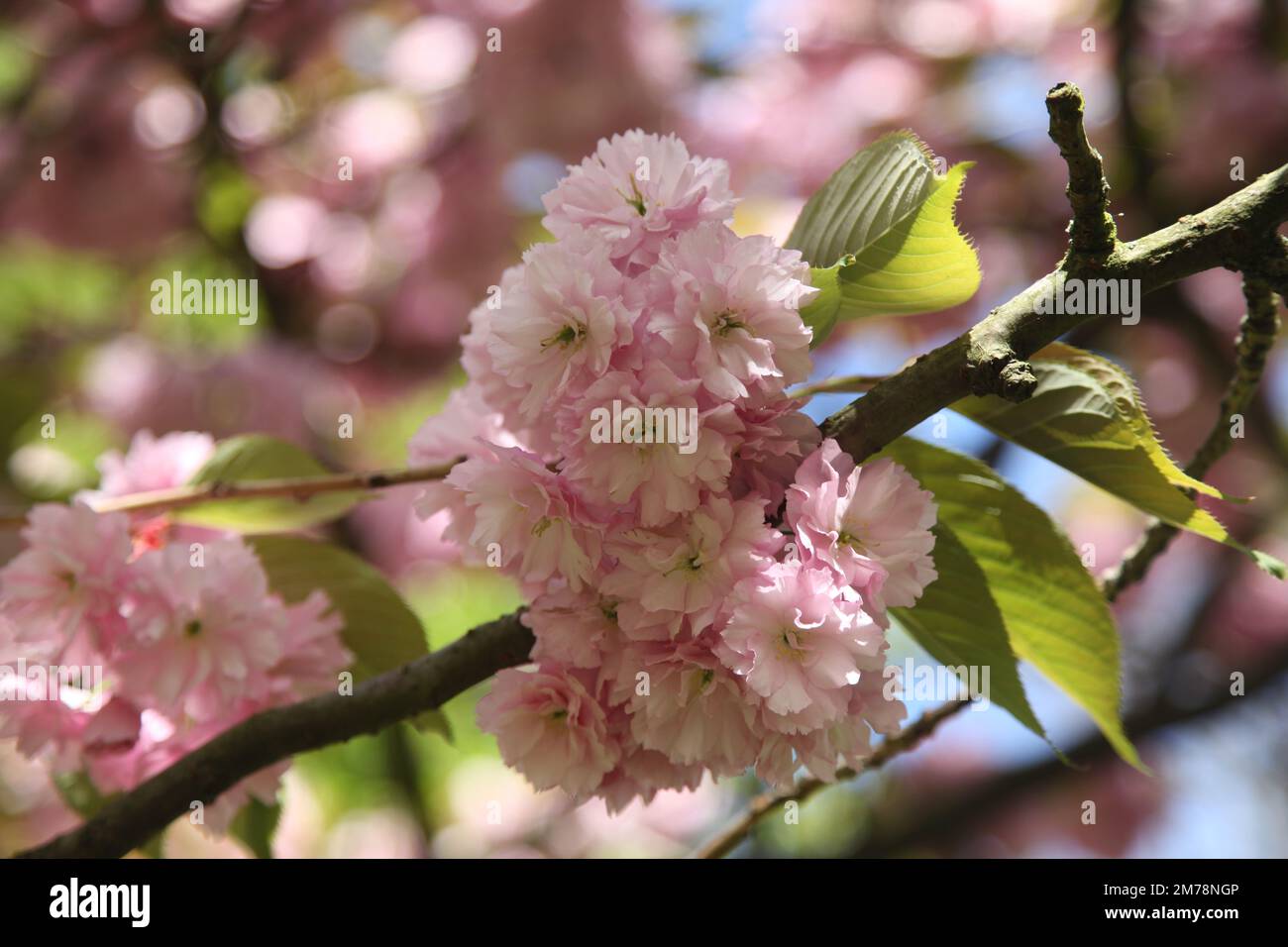 A closeup shot of blooming pink cherry blossom flowers on a branch ...