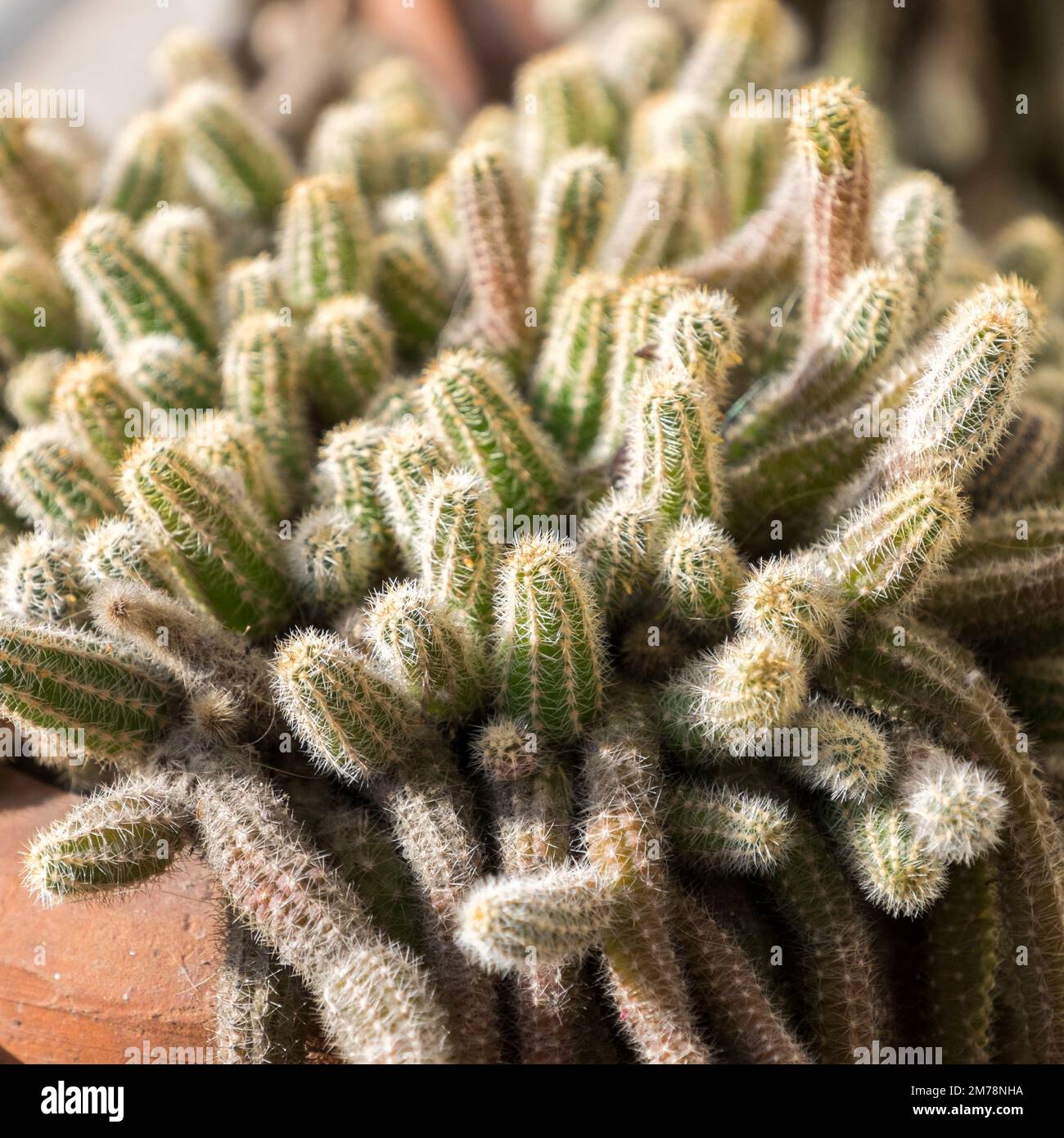 Close-up of the spines of a small cactus on the balcony of a house, at ...