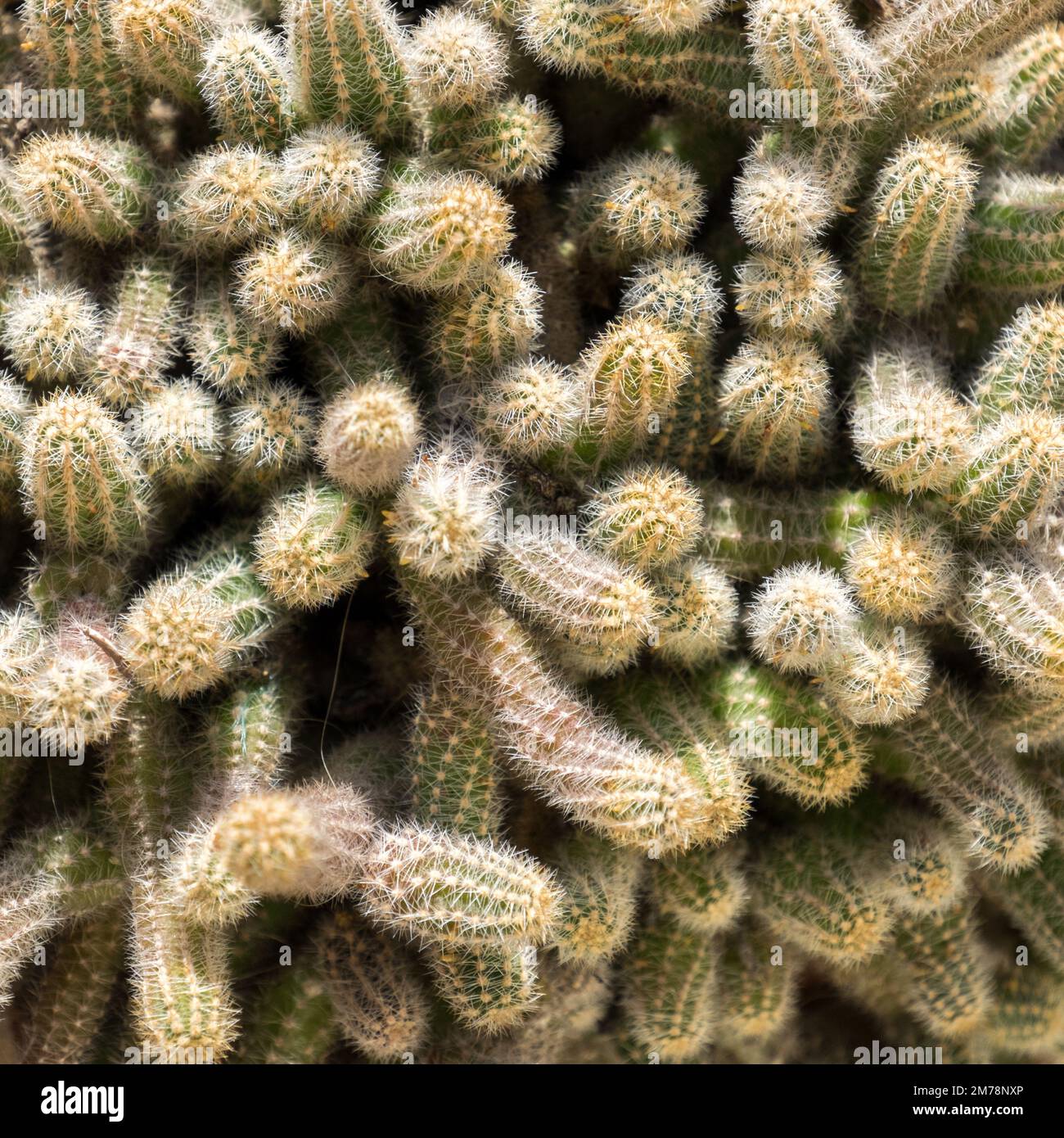 Close-up of the spines of a small cactus on the balcony of a house, at ...