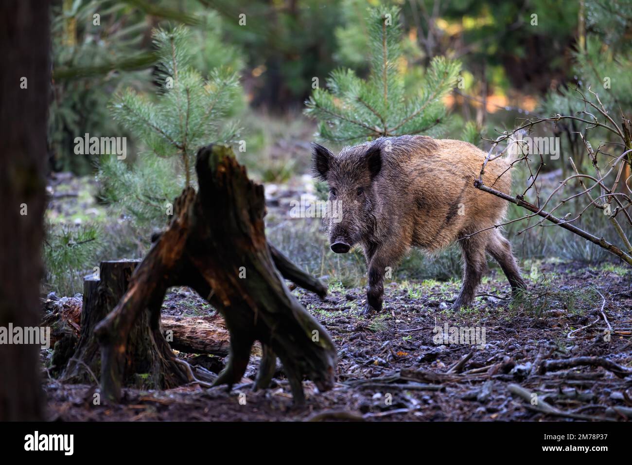 A wild pig in the forest is digging in the ground with its burrow in ...