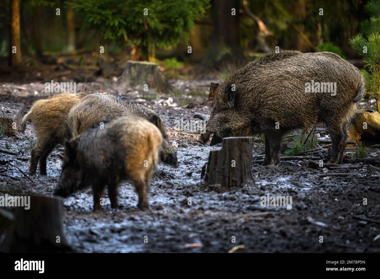 A wild pig in the forest is digging in the ground with its burrow in ...