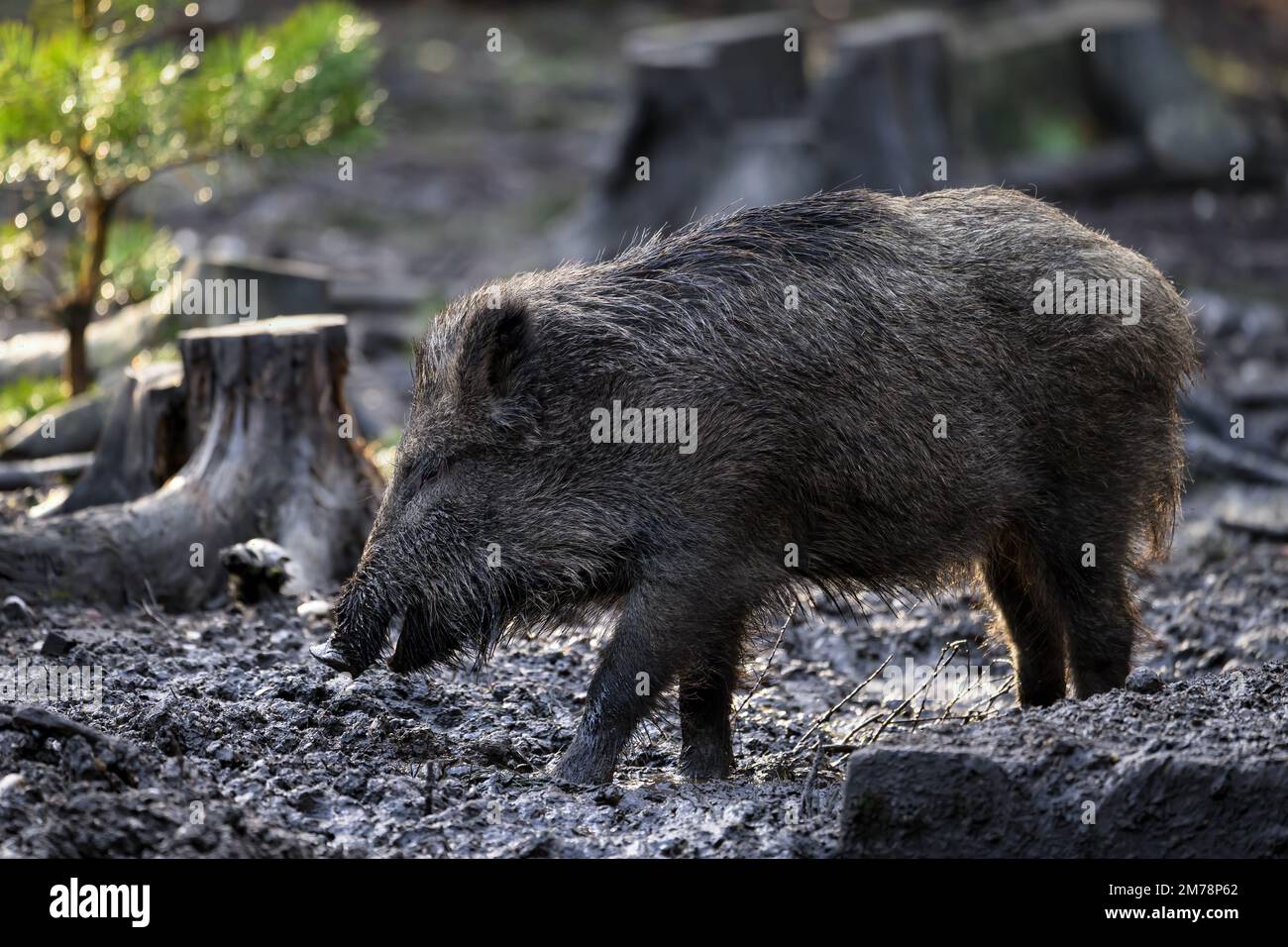 A wild pig in the forest is digging in the ground with its burrow in ...