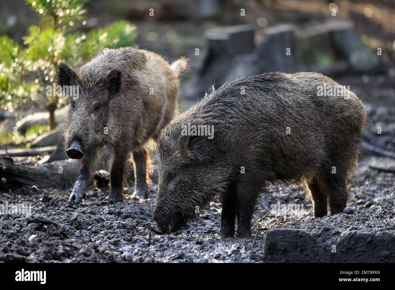 A wild pig in the forest is digging in the ground with its burrow in ...