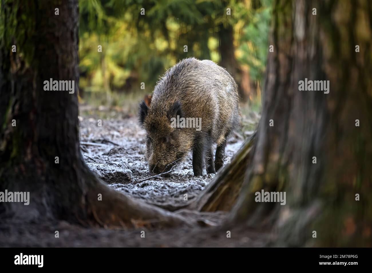 A wild pig in the forest is digging in the ground with its burrow in ...