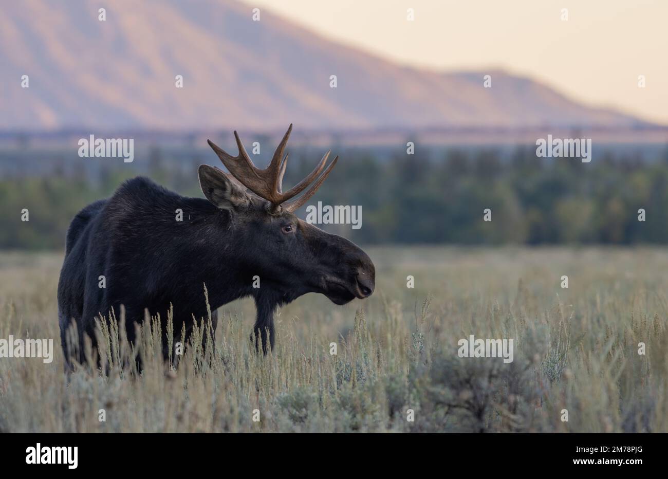 Bull Moose at Sunrise in Grand Teton National Park Wyoming in Auutmn ...