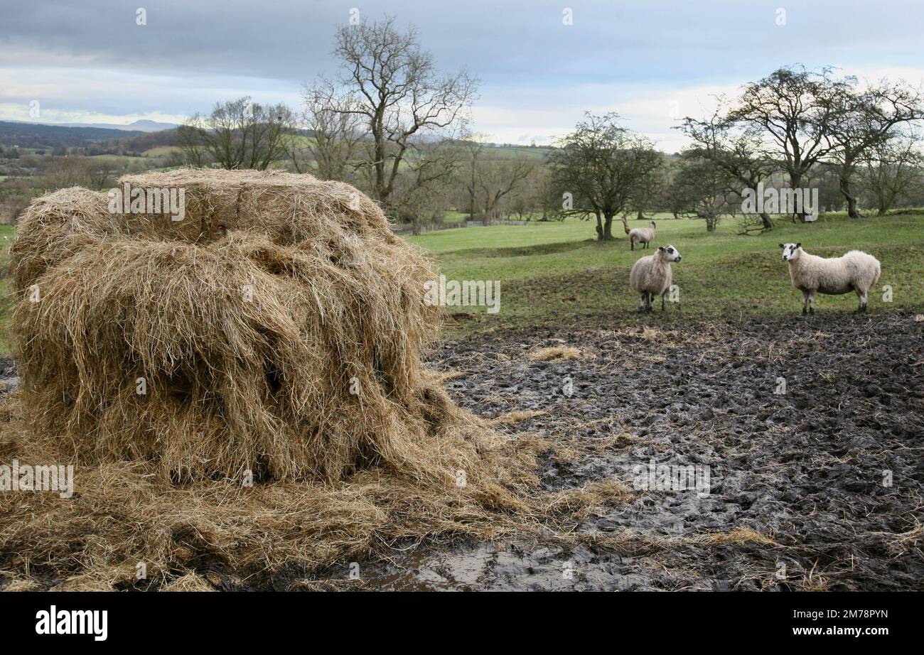 A hayrick in the Lancashire countryside, surrounded by numerous very ...