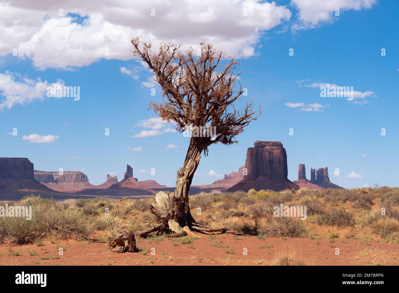 dried up tree in the desert of navajo nations Stock Photo - Alamy