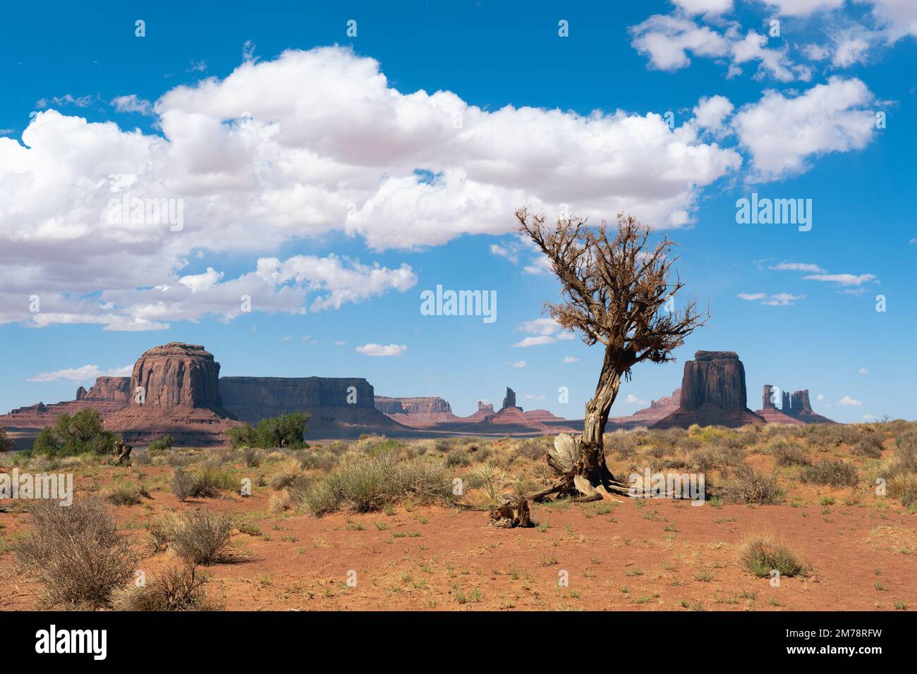 dried up tree in the desert of arizona Stock Photo - Alamy