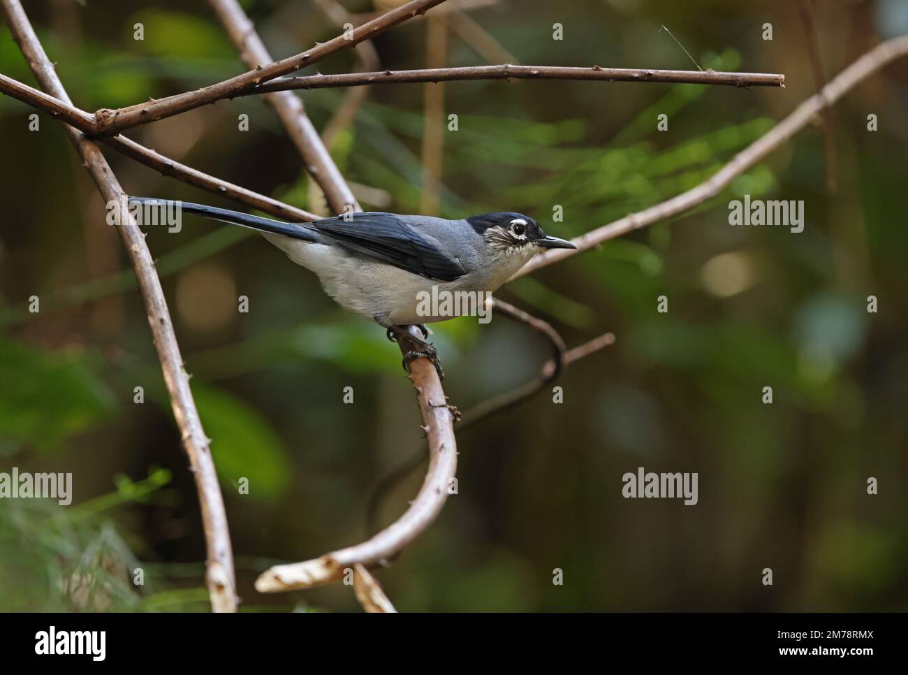 Black-headed Sibia (Heterophasia desgodinsi robinsoni) adult perched on ...