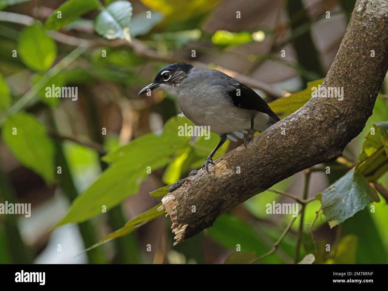 Black-headed Sibia (Heterophasia desgodinsi robinsoni) adult perched on broken branch Da Lat ...