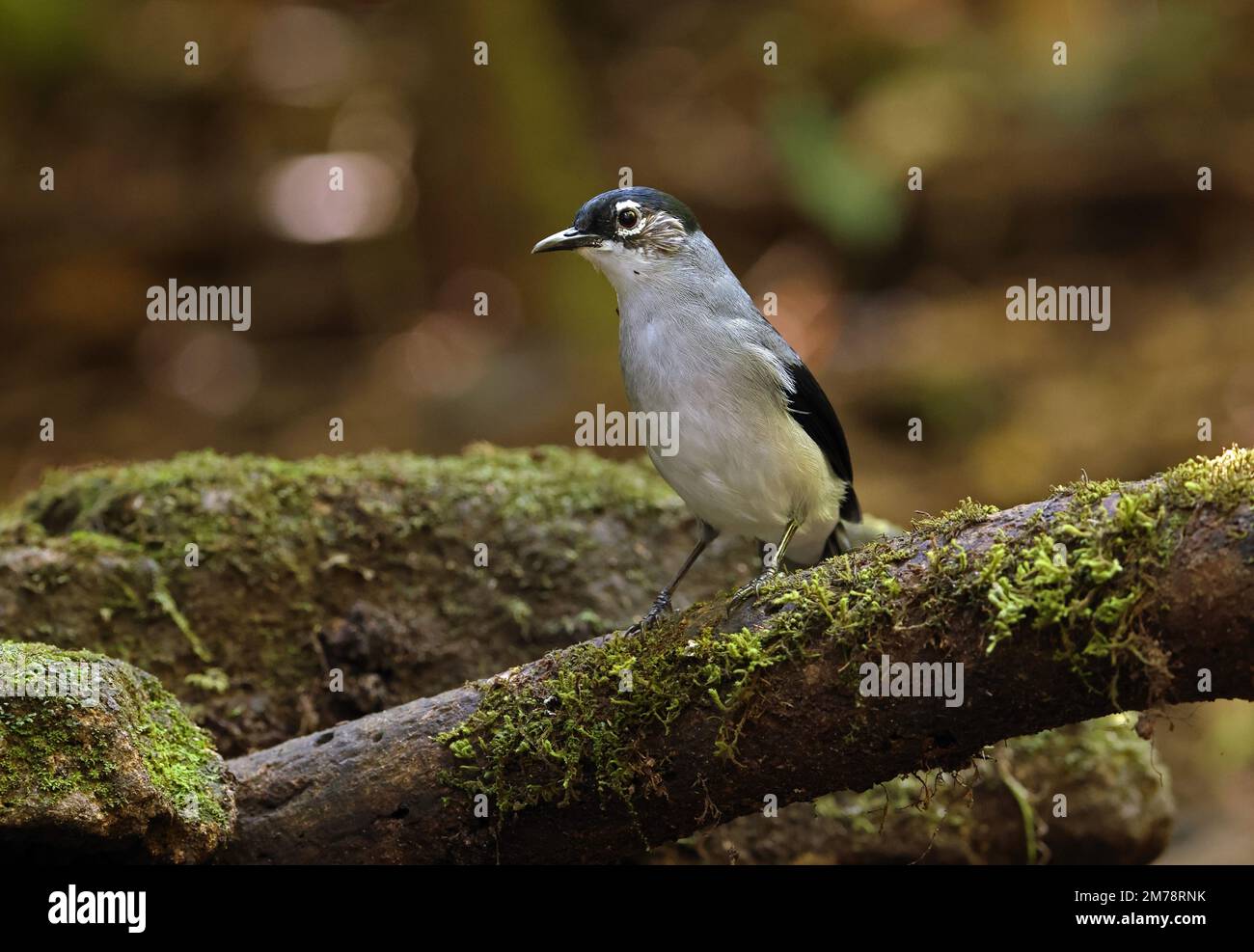 Black-headed Sibia (Heterophasia desgodinsi robinsoni) adult perched on ...