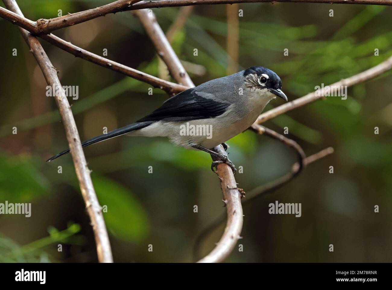 Black-headed Sibia (Heterophasia desgodinsi robinsoni) adult perched on stem Da Lat, Vietnam ...