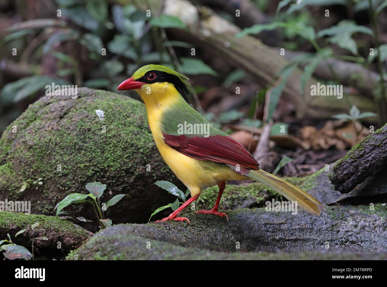 Indochinese Green Magpie (Cissa hypoleuca) adult on rainforest floor Di ...