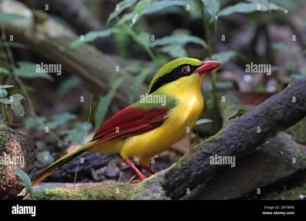 Indochinese Green Magpie (Cissa hypoleuca) adult on rainforest floor Di ...