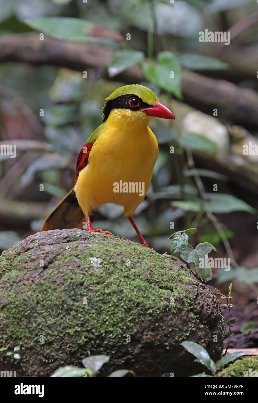 Indochinese Green Magpie (Cissa hypoleuca) adult on rainforest floor Di ...