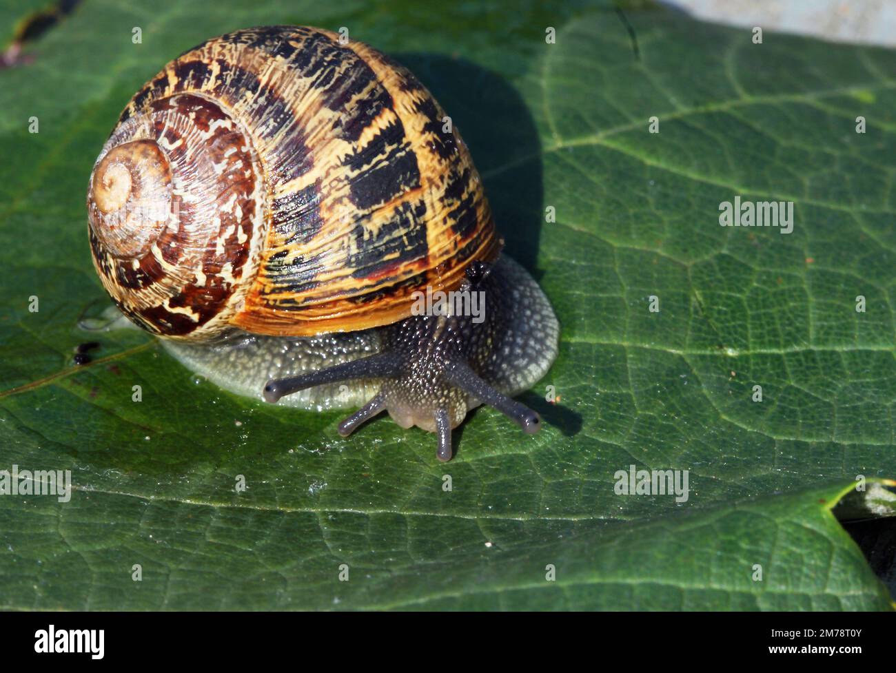 Garden snail garden snail helix aspersa hi-res stock photography and ...