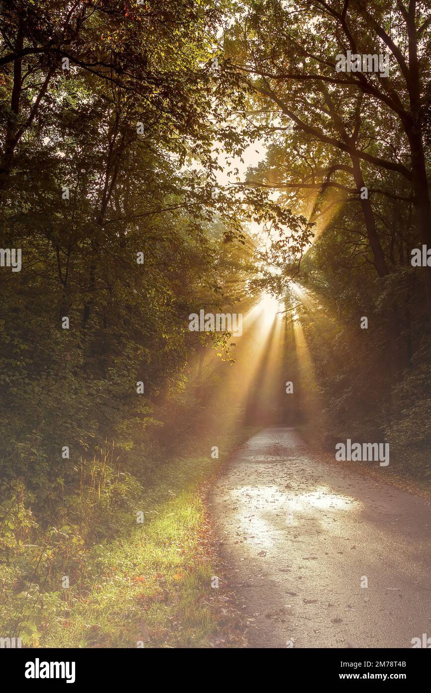 sunbeams in the morning shine on a forest path Stock Photo - Alamy
