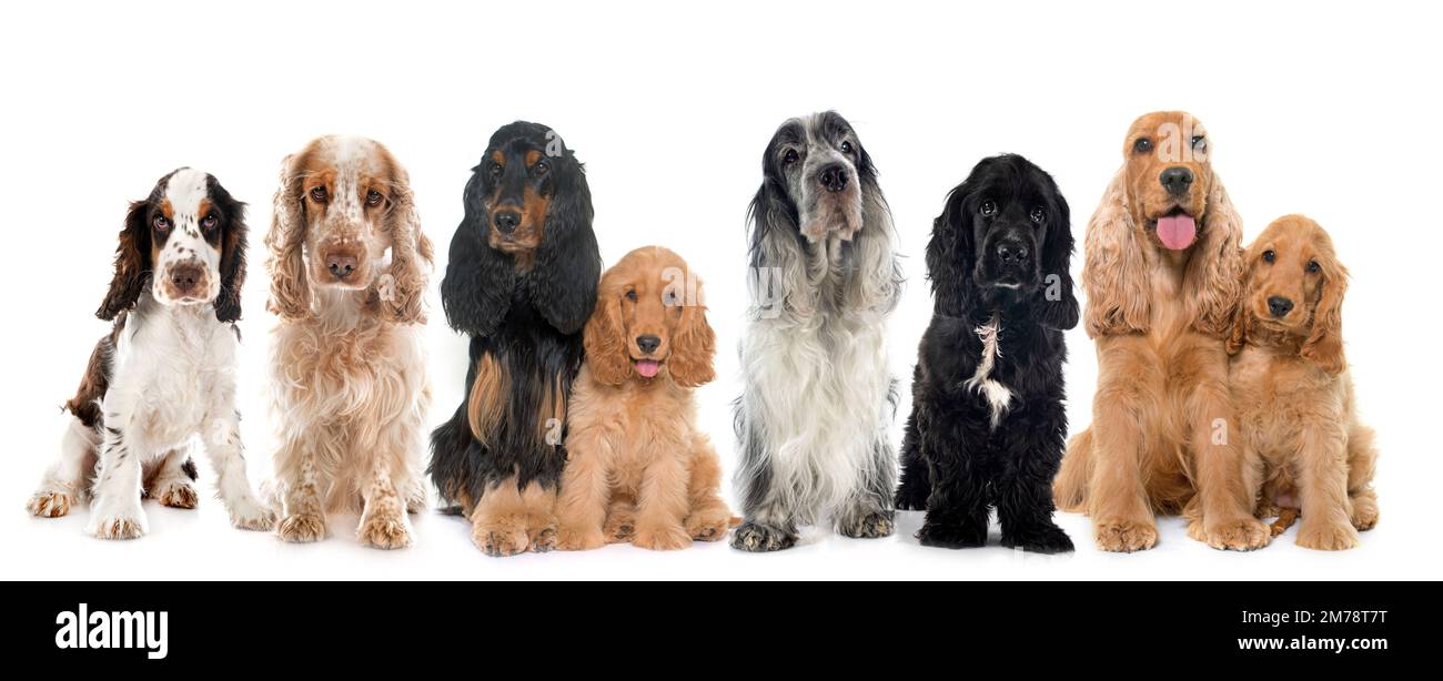 English Cocker Spaniels in front of white background Stock Photo - Alamy