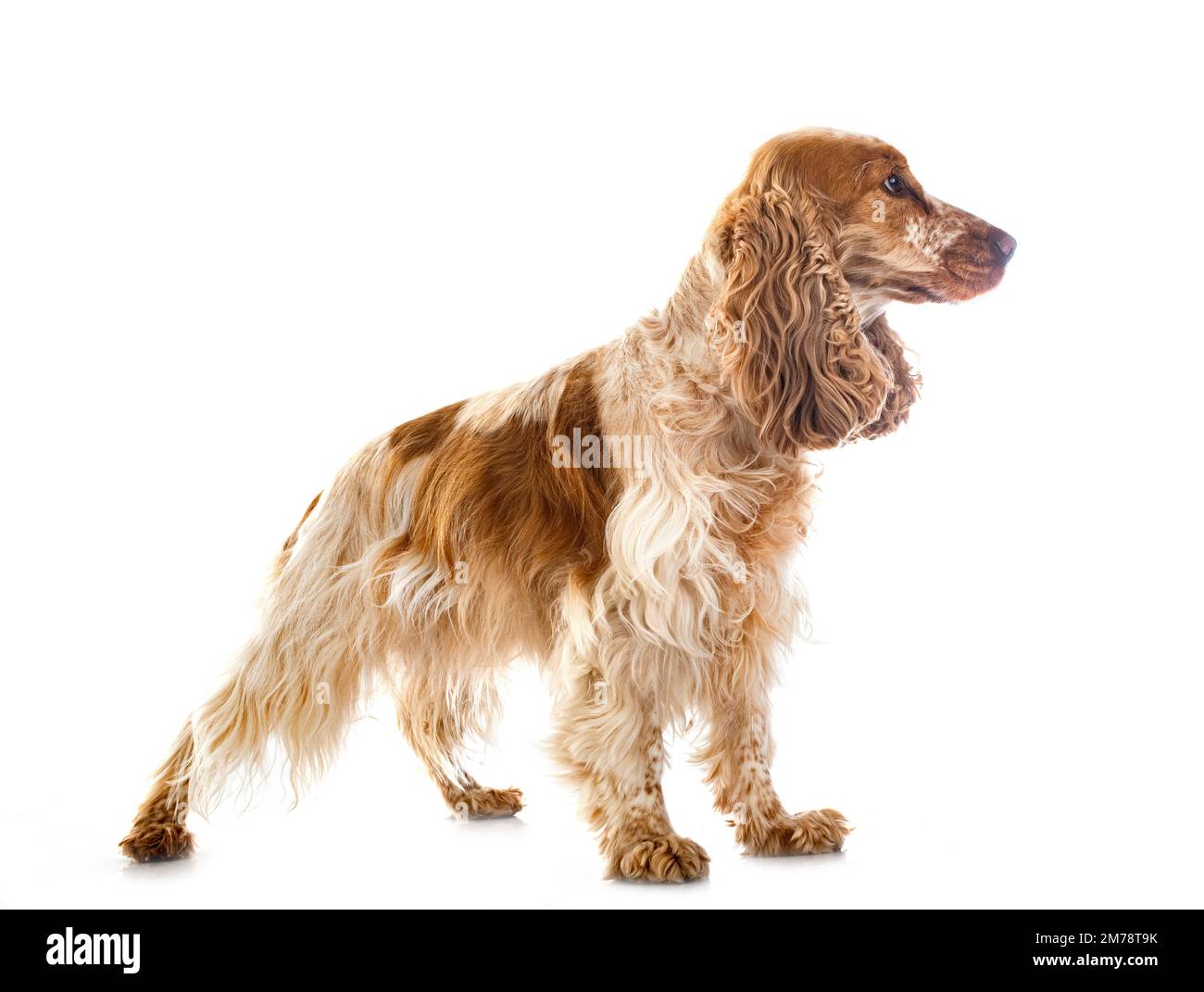 English Cocker Spaniel in front of white background Stock Photo - Alamy