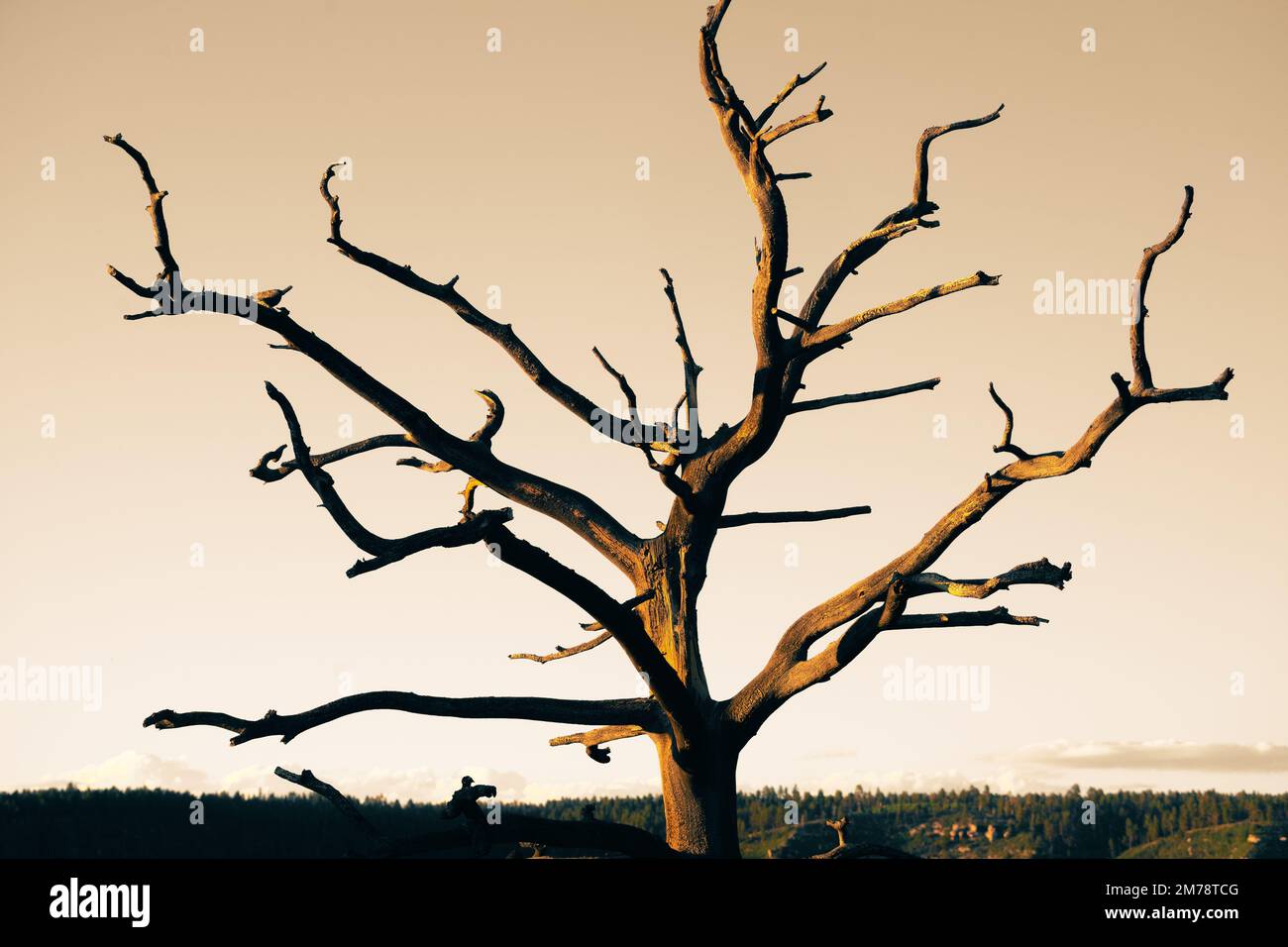 dried up tree in the desert at sunset Stock Photo - Alamy