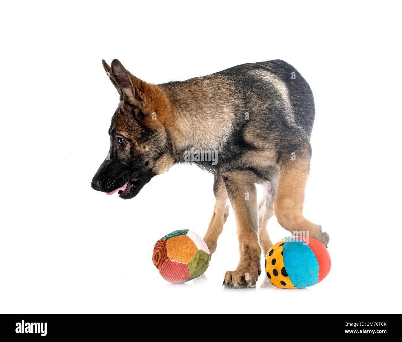 Grey german shepherd dog Cut Out Stock Images & Pictures - Alamy