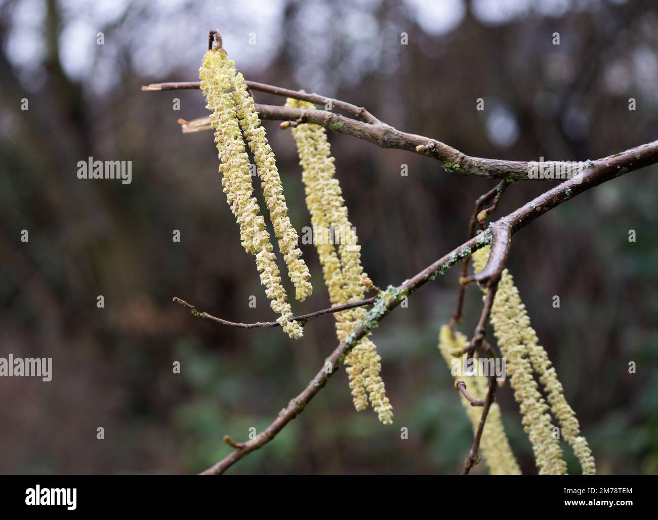 08 January 2023, Hessen, Frankfurt/Main: Flowering male catkins hang on ...